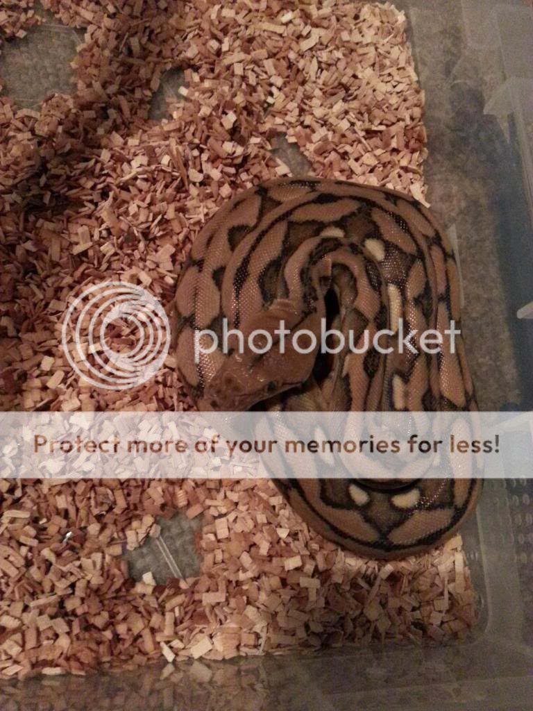 SW England - Suntiger retic, White phase albino Retic, Albino burmese ...