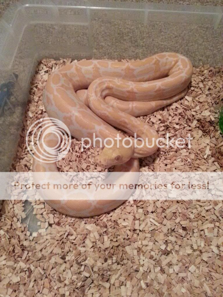 SW England - Suntiger retic, White phase albino Retic, Albino burmese ...