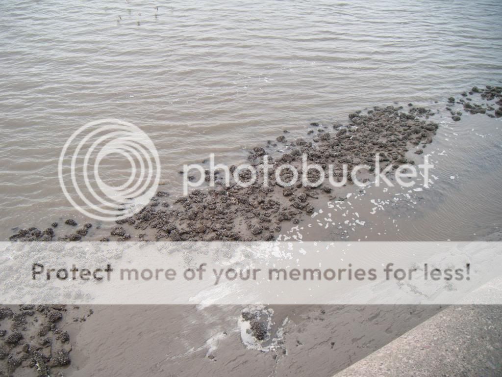Mersey Anglers Open, Otterspool Prom - The Fishermans Net