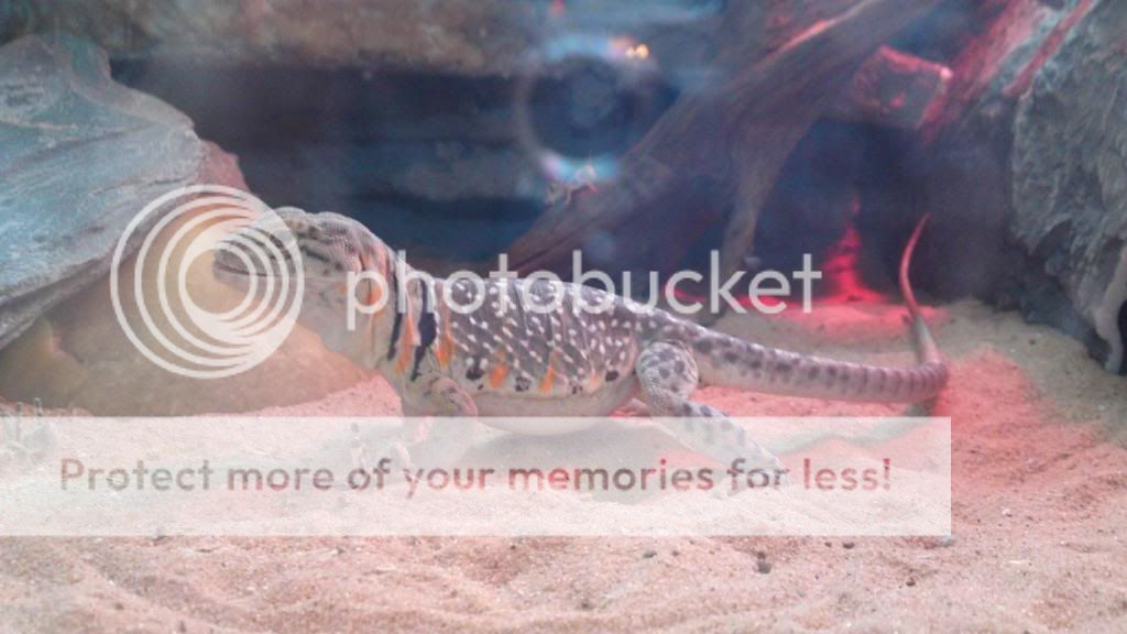 Collared/ collard lizards and setup | Reptile Forums